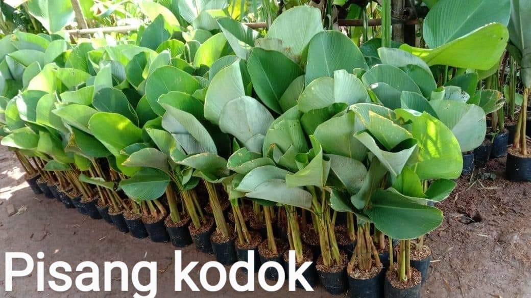 Gallery Tanaman - Flora Dewata Nursery