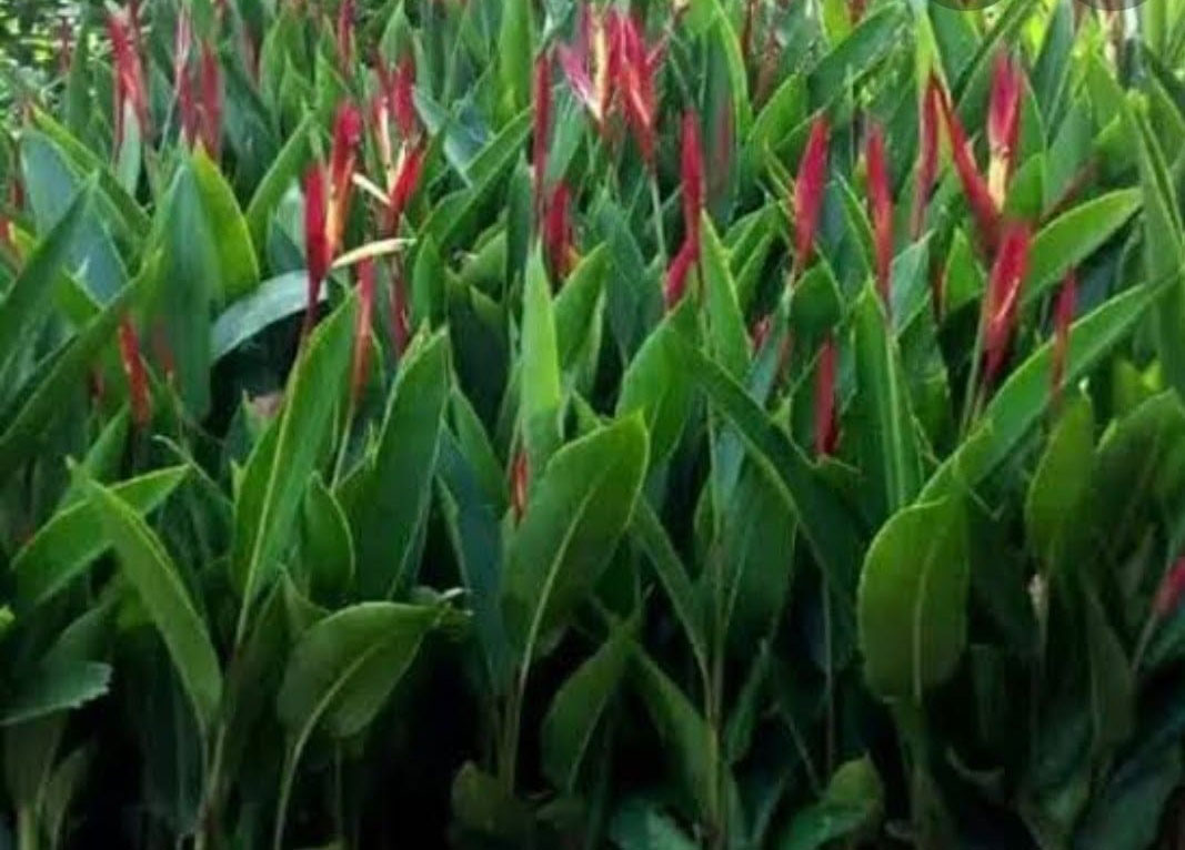 List Tanaman Hias - Flora Dewata Nursery